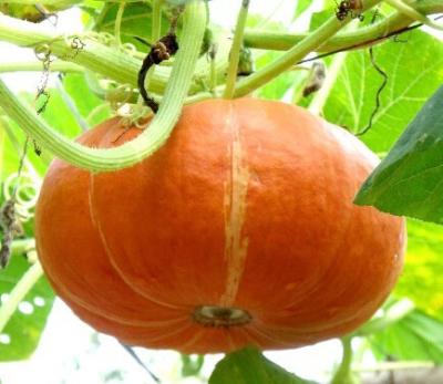 China pure pumpkin powder for sale