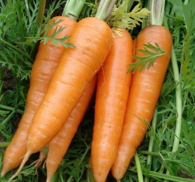 China natural Carrot Juice Powder/Carrot Powder for sale