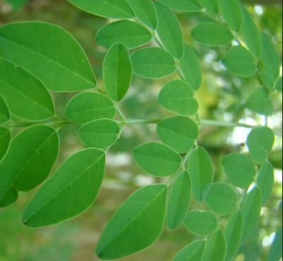 China Moringa oleifera leaf extract powder for sale