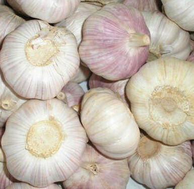 China Garlic Powder for sale