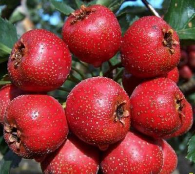 China hawthorn leaf extract,Hawthorn Extract,Crataegus oxycantha L. for sale