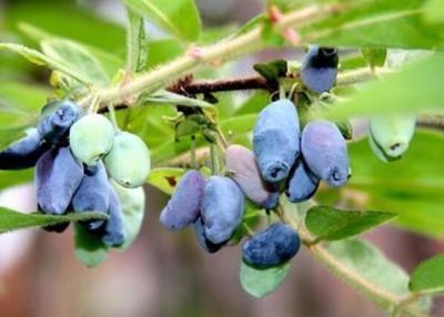 China anthocyanin sweetberry Honeysuckle Extract/.Lonicera Caerulea P.E. for sale