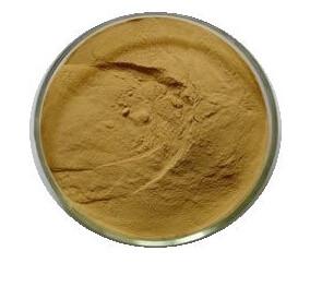 China Rosemary Extract,Rosemary Extract powder,Carnosol 20% HPLC for sale