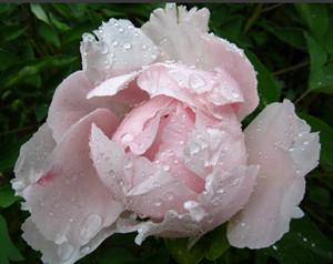 China Paeonolum,Paeonolum Powder,Peony Bark Extract,Peony Bark Extract Powder for sale