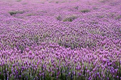 China natural lavender essential oil,Lavender oil for sale