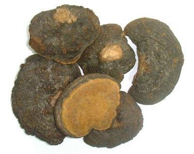 China Plant extract Phellinus igniarius extract,phellinus linteus extract,free sample available for sale