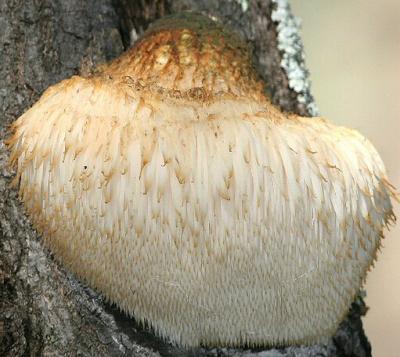 China Hericium erinaceus extract/Hericium erinaceus extract powder/Monkey head mushroom extract for sale