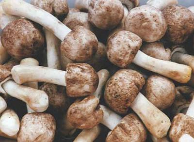 China Agaricus Subrufescens Extract/Agaricus blazei extracts /Agaricus Blazei Murill Mushroom Ex for sale