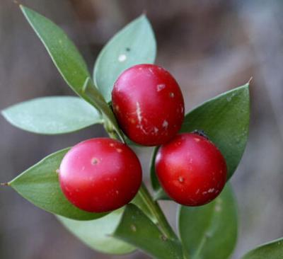 China Butchers Broom Extract, Butchers Broom Extract powder,10%-20% Ruscogenin for sale