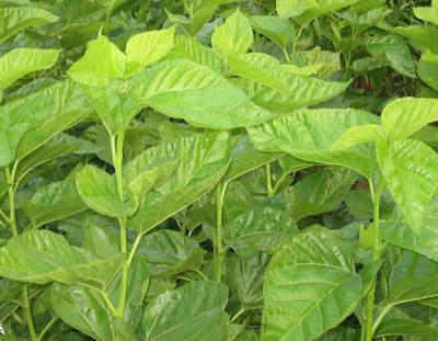 China Mulberry Leaf extract DNJ (1-Deoxynojirimycin hydrochloride) 1% 2% 5%-30% for sale