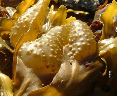 China Fucus extract,Fucus P.E.,Fucus vesiculosus extract,Bladderwrack Extract,Iodine for sale