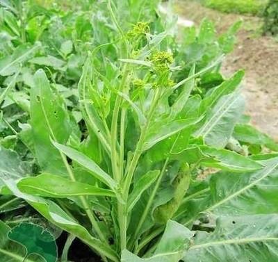 China Folium Isatidis Extract / Dyers Woad Leaf Extract/indigowoad Leaf Extract/Indirubin for sale