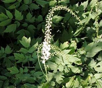 China Chinese herbal Black cohosh extract 2.5% Triterpenoid saponins/Triterpene Glycosides for sale