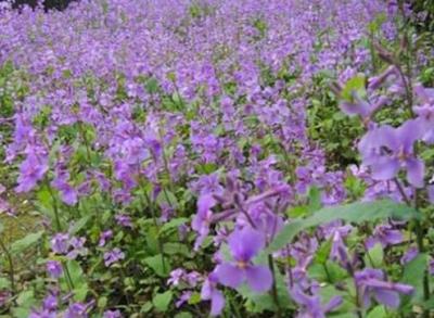 China Cure hepatitis plant extract Gromwell root extract Alkannin/Shikonin 30% Cas. No.:517-89-5 for sale
