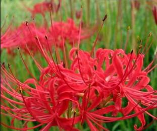 China Galantamine hydrobromide 98%,Lycorine 98%,Lycoris Radiata Extract,Red Spider Lily Extract for sale