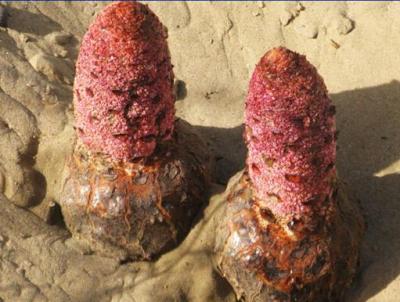 China cynomorium extract,Herba Cynomorii extract,cynomorium songaricum  extract 10:1 for sale