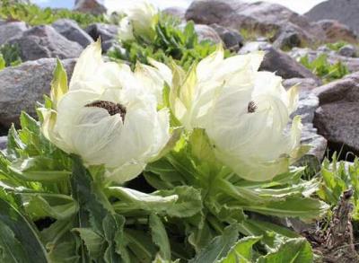 lotus herb