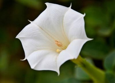 China Natural Plant Extract Scopolamine 99% CAS No: 149-64-4 for sale