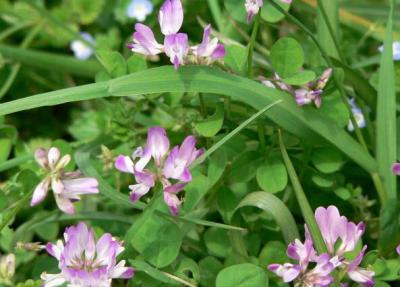 China Alfafa Extract,Medicago sativa Extract,Buffalo Herb Extract,Alfalfa Saponins 50%,10:1 for sale