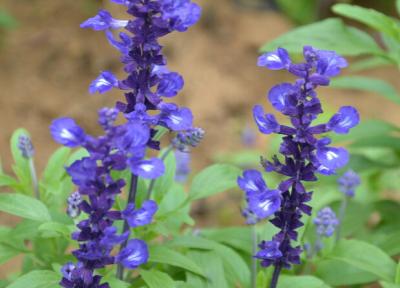 China Sage Extract,Salvia Extract,Carnosic acid,Carnosol CAS No:3650-09-7,5957-80-2 for sale