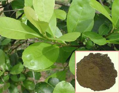 China Yerba Mate Extract,Yerba mate extract powder,Paraguay Tea powder,20% tannin,25%polyphenol for sale