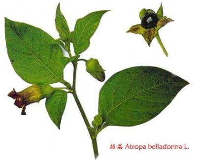 China 1% Scopolamine, Scopolamine Powder, scopolamine extract,atropa belladonna extract for sale