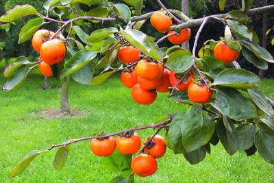 China fresh persimmon leaf extract 25%70% flavonoes,persimmon leaf extract powder for sale