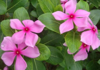China Vinca Rosea Extract,Periwinkle Extract,Catharanthine,Vinpocetine,Vinpocetin Extract for sale