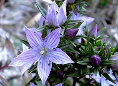 China natural plant extract sweroside 30%-98% CAS#: 17388-39-5 for sale