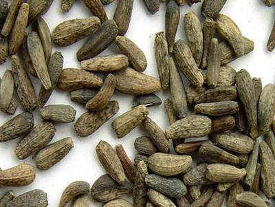 China Burdock seed Extract Arctigenin 95% CAS No.:7770-78-7 for sale