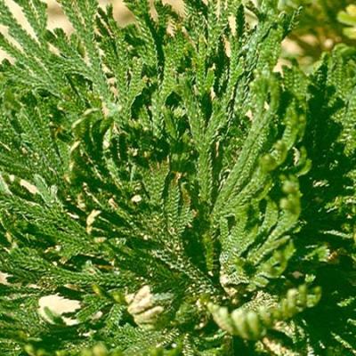 China Natural Plant Extract Amentoflavone 20%-98% HPLC / Selaginella Tamariscina Extract for sale