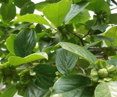 China Persimmon Extract,persimmon extract powder, persimmon leaf powder, persimmon leaf p.e. for sale