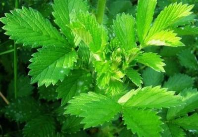 China 100% natural Hairyvein Agrimonia Herb Extract Powder 10:1 for sale