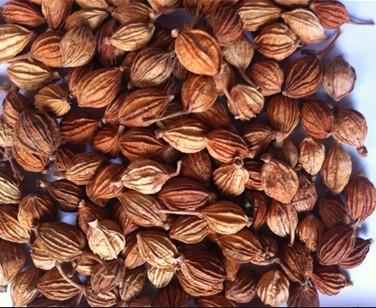 China eliminate damp and improve appetite Fructus Amomi Extract 10:1 for sale