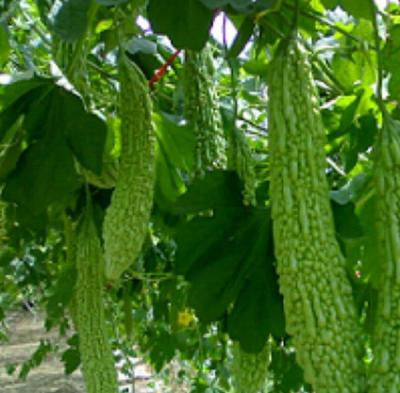 China Charantin 10% /Bitter Gourd Extract for sale