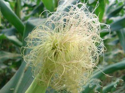 China Corn Silk Extract, Corn Silk Extract powder, Corn Silk P.E. 10:1 for sale
