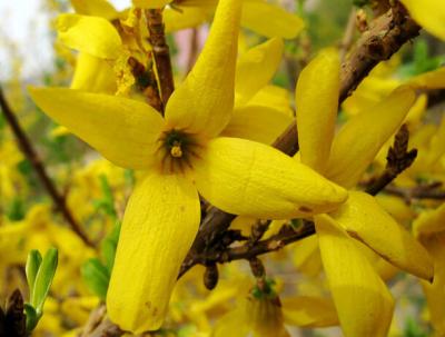 China weeping forsythia capsule extract, weeping forsythia extract, fructus forsythiae extract for sale
