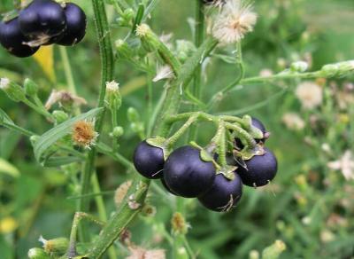 China solanum nigrum extract solamargine/solamargin 50% CAS No.: 20311-51-7 for sale