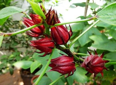 China natural Roselle Extract 1~5% Anthocyanidins for sale