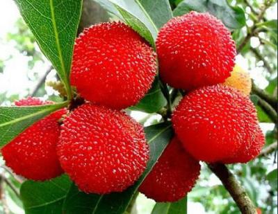 China 80% Myricetin Bayberry Bark Extract CAS No: 529-44-2 for sale