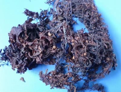 China Seaweed extract 10% amylose Cas.: 9005-82-7 for sale