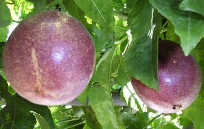 China Sports supplement Passion Flower Extract powder 4% Flavones by UV for sale