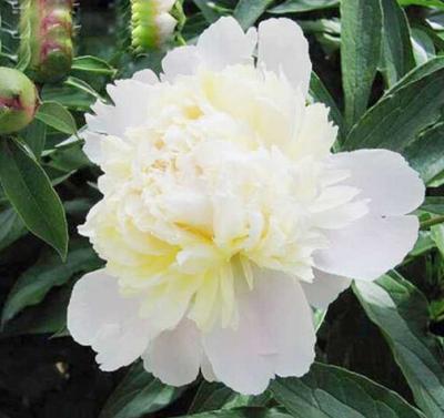 China CAS No.: 23180-57-6 White Peony Root Extract powder Paeoniflorin 10% for sale