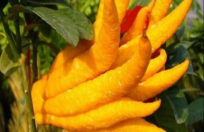 China Finger Citron Extract Bergapten 98% for sale