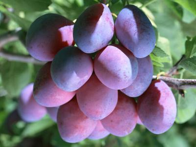 China black plum extract/dark plum extract/smoked plum extract/pure plum extract 10:1 for sale