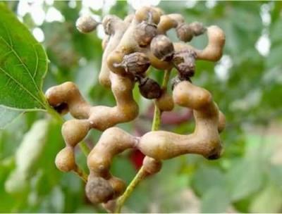 China 100% natural Hovenia dulcis Thunb Extract powder for sale