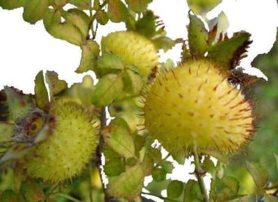 China 100% Wild Roxburgh Rose Plant Extract for sale