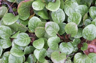 China natural Pyrola Extract 10:1 for sale