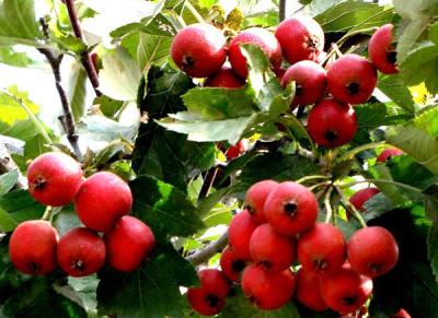 China Hawthorn Extract 10% Flavonoids for sale
