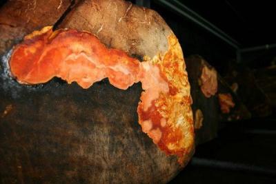 China 100% Natural Antrodia cinnamomea Extract powder 6% triterpene for sale